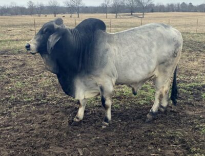 Brahman Bulls - 4S Brahmans