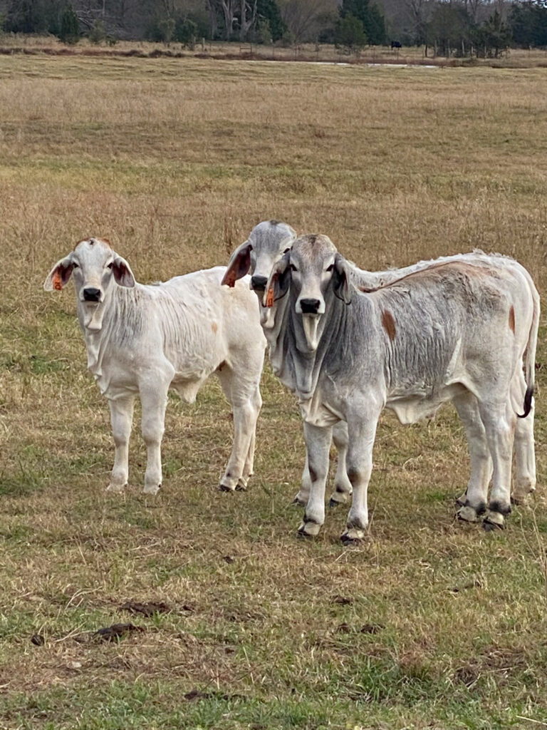 Brahman Calves for Sale - 4S Brahmans