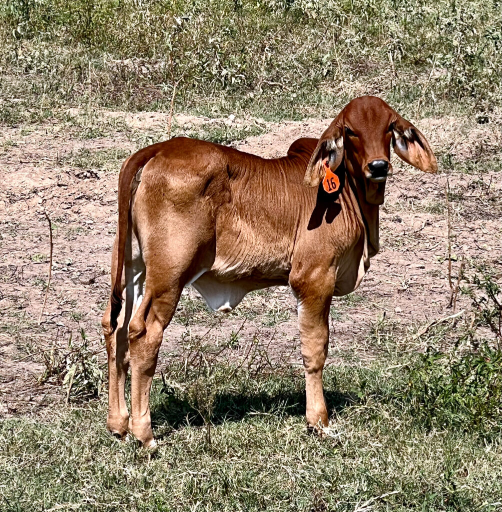 Brahman Calves for Sale - 4S Brahmans