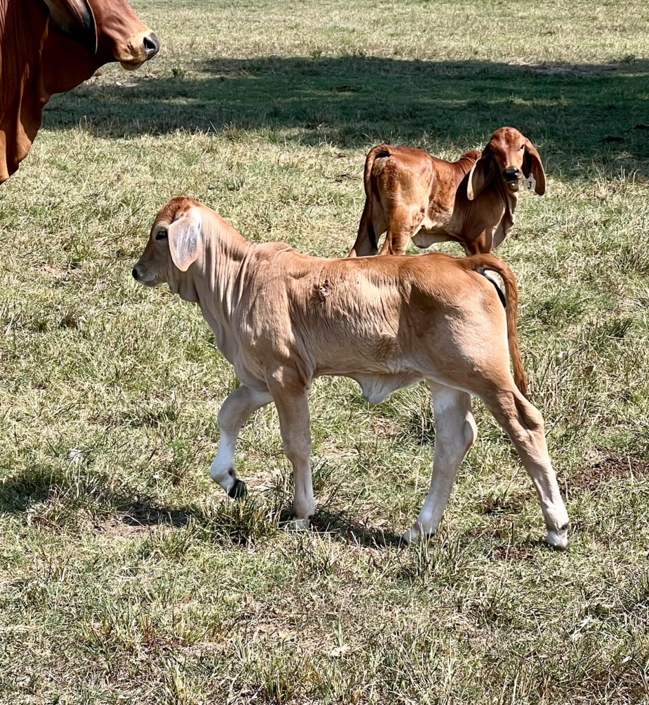 Brahman Calves for Sale - 4S Brahmans