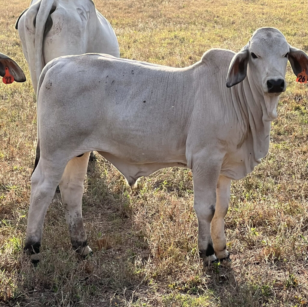 Brahman Calves for Sale - 4S Brahmans