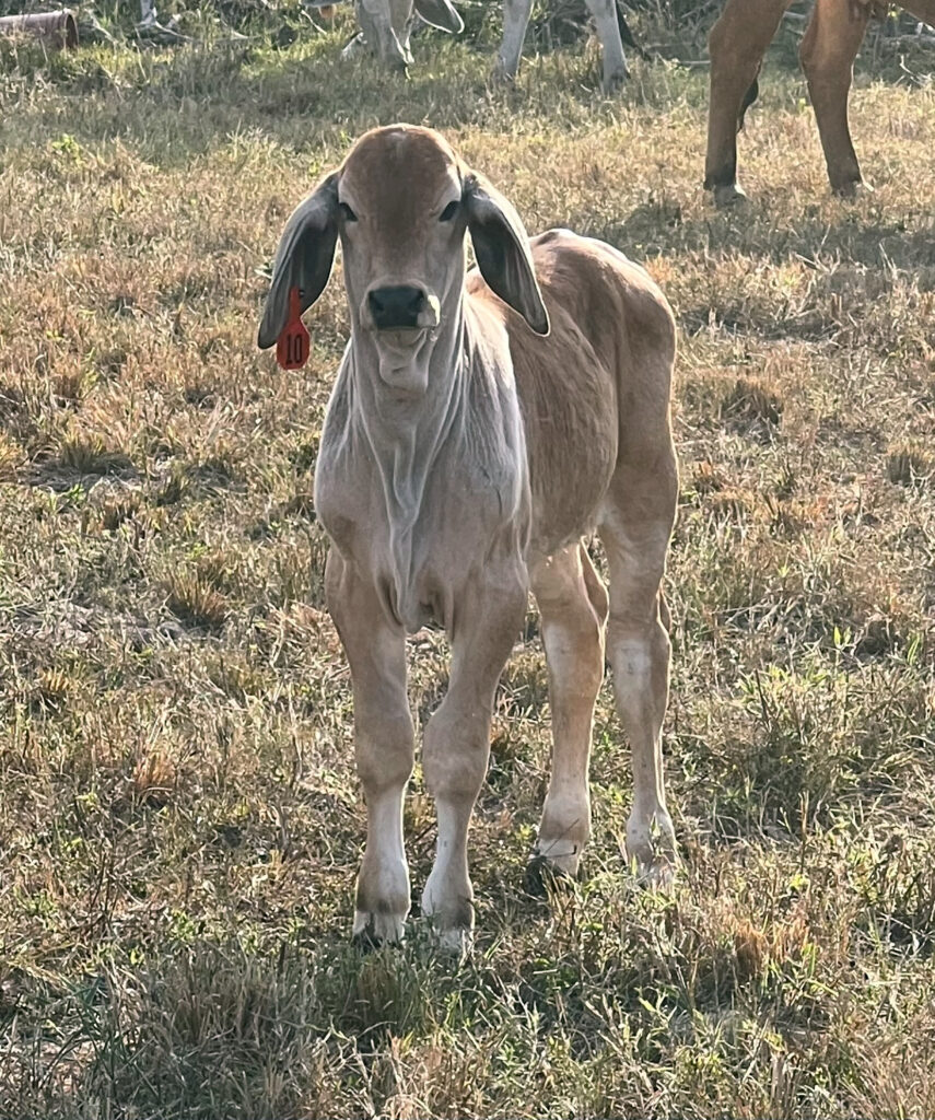 Brahman Calves for Sale - 4S Brahmans